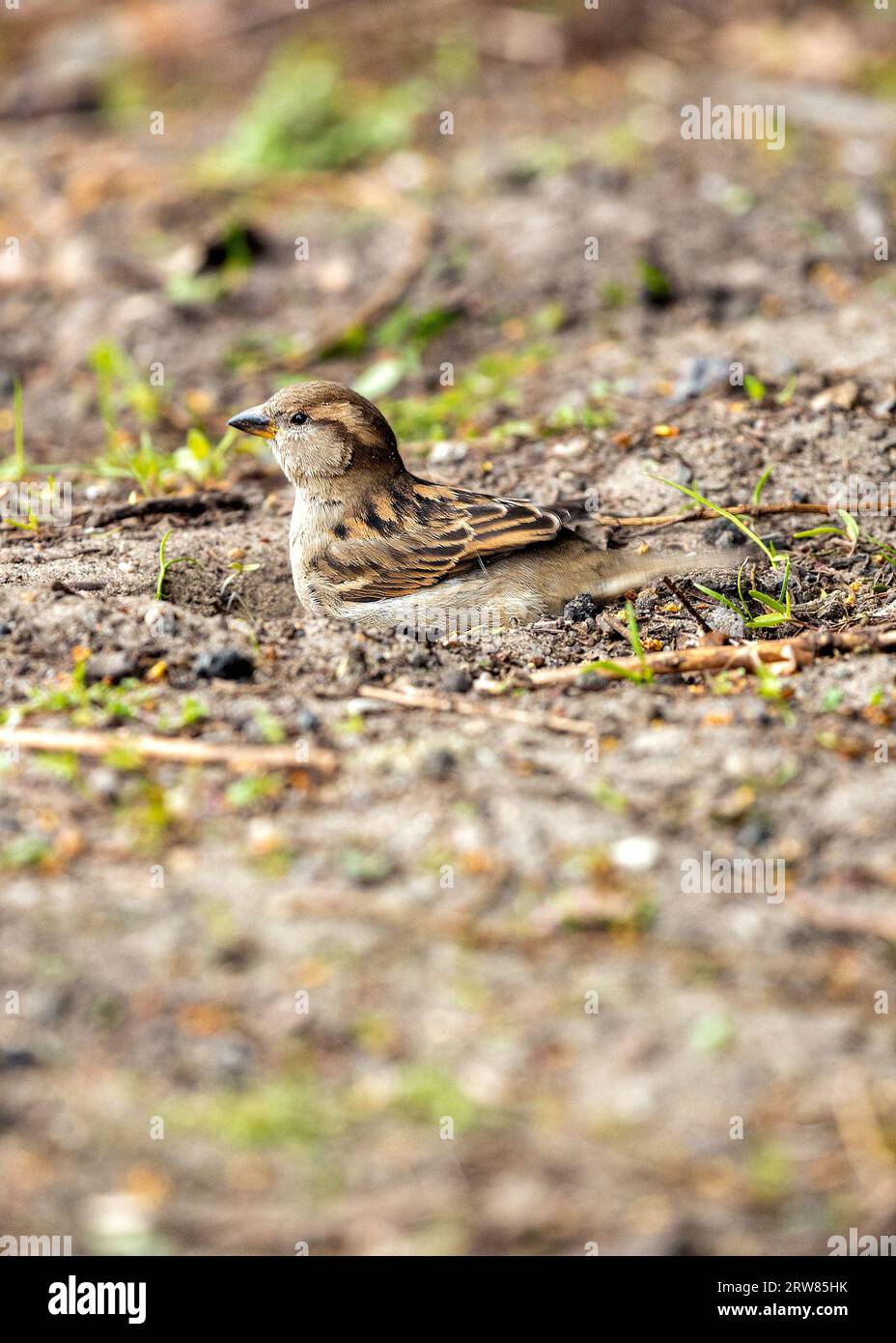 A female House Sparrow, Passer domesticus, seen outdoors in Dublin ...