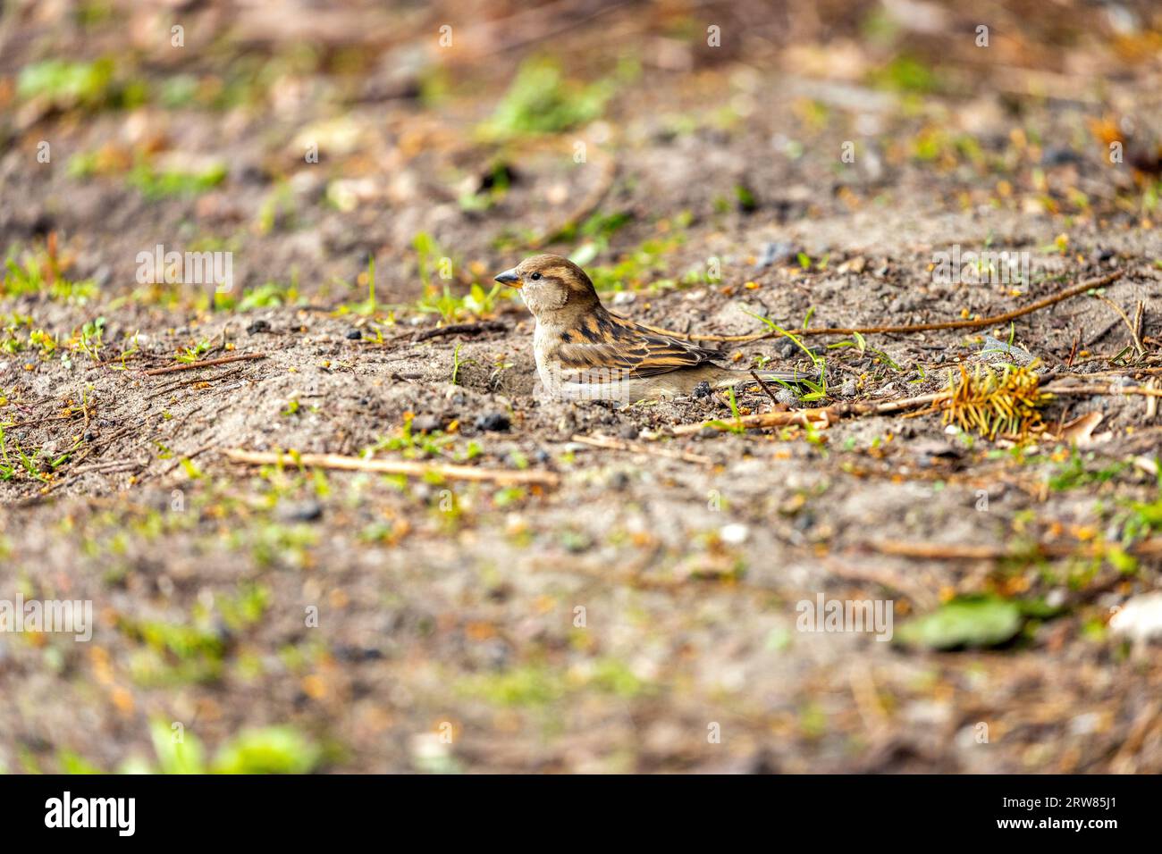 A female House Sparrow, Passer domesticus, seen outdoors in Dublin ...