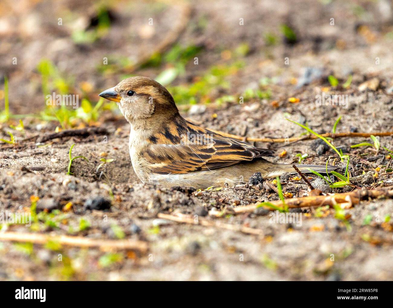 A female House Sparrow, Passer domesticus, seen outdoors in Dublin ...
