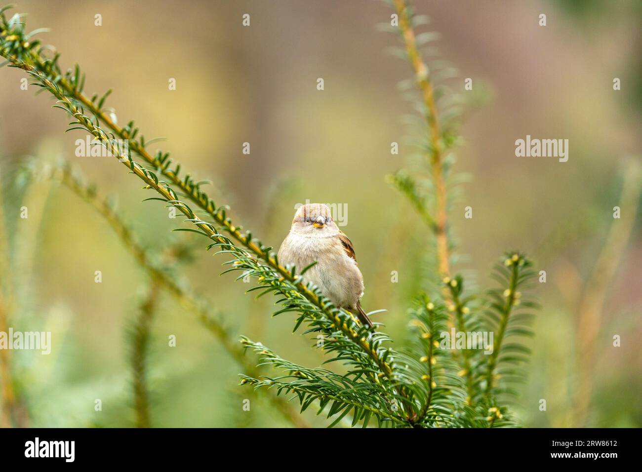 A female House Sparrow, Passer domesticus, seen outdoors in Dublin ...