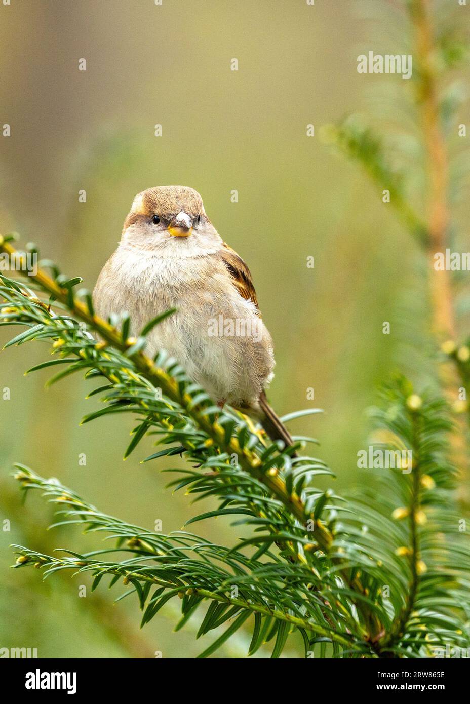 A female House Sparrow, Passer domesticus, seen outdoors in Dublin ...