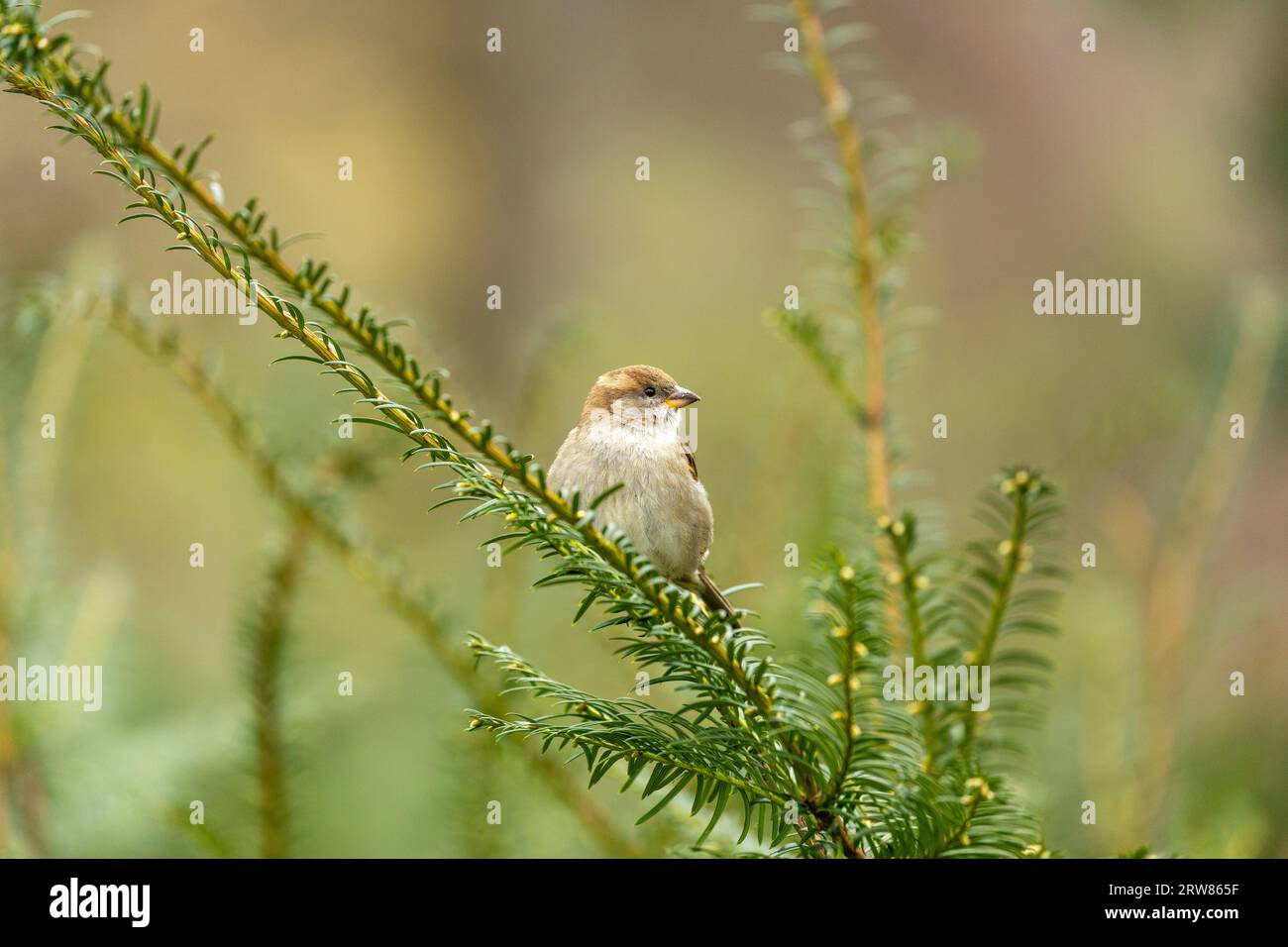 A female House Sparrow, Passer domesticus, seen outdoors in Dublin ...