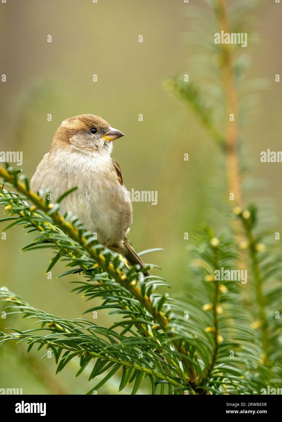 A female House Sparrow, Passer domesticus, seen outdoors in Dublin ...