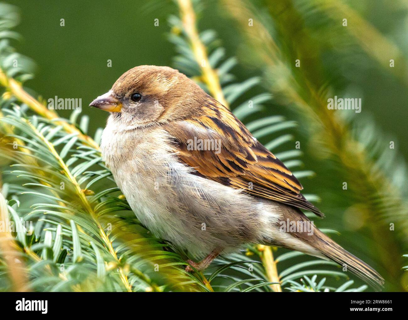 A female House Sparrow, Passer domesticus, seen outdoors in Dublin ...