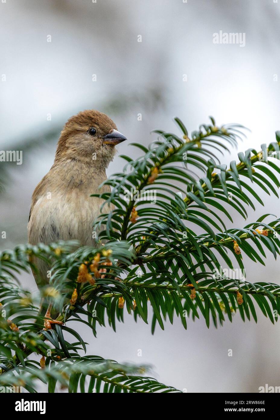 A female House Sparrow, Passer domesticus, seen outdoors in Dublin ...