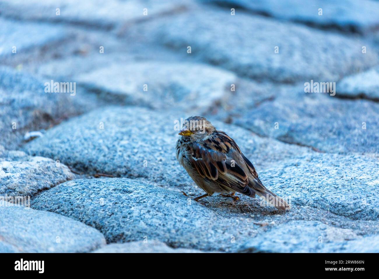 A female House Sparrow, Passer domesticus, seen outdoors in Dublin ...