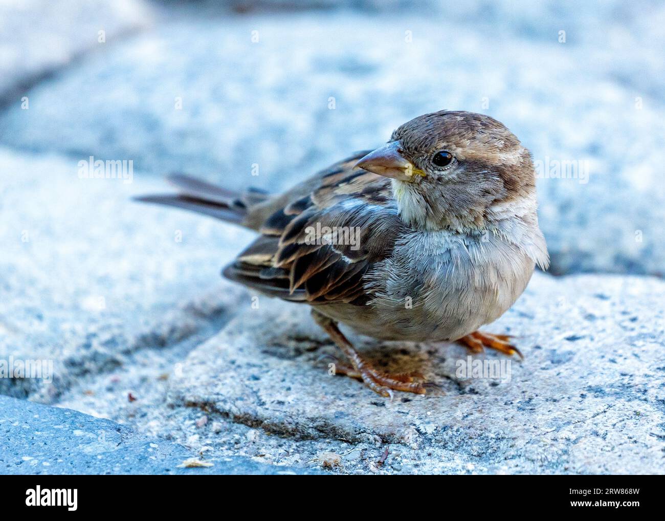 A female House Sparrow, Passer domesticus, seen outdoors in Dublin ...