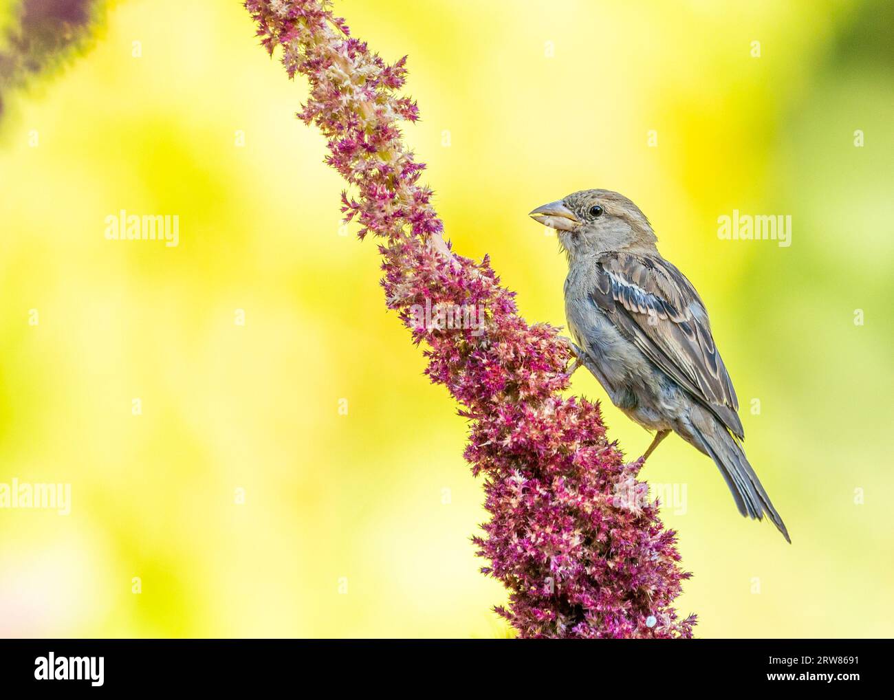 A female House Sparrow, Passer domesticus, seen outdoors in Dublin ...