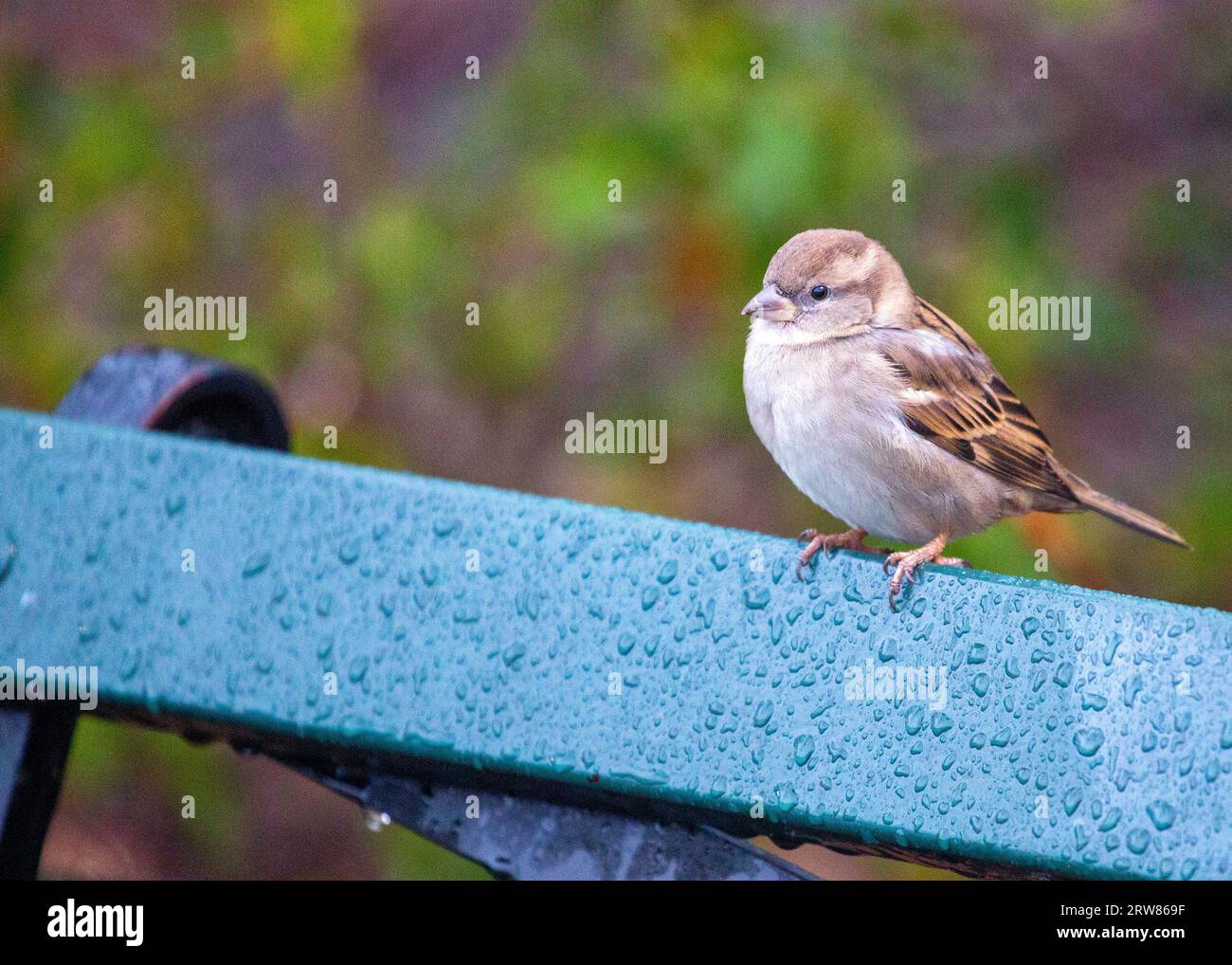 A female House Sparrow, Passer domesticus, seen outdoors in Dublin ...