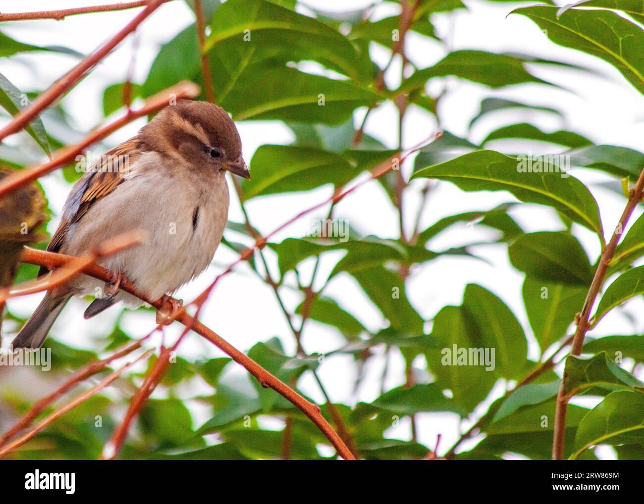 A female House Sparrow, Passer domesticus, seen outdoors in Dublin ...