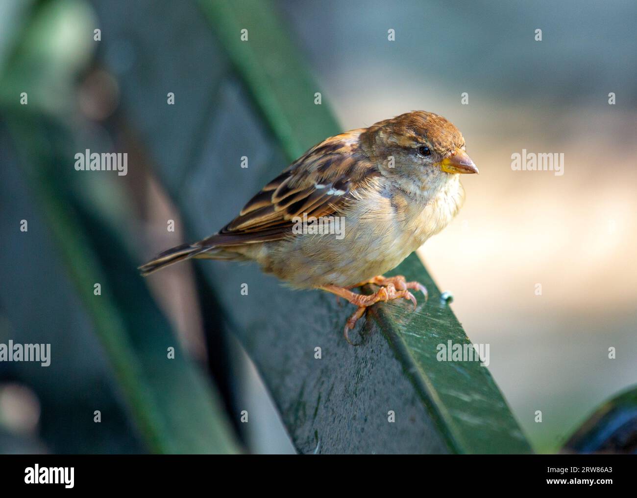 A female House Sparrow, Passer domesticus, seen outdoors in Dublin ...