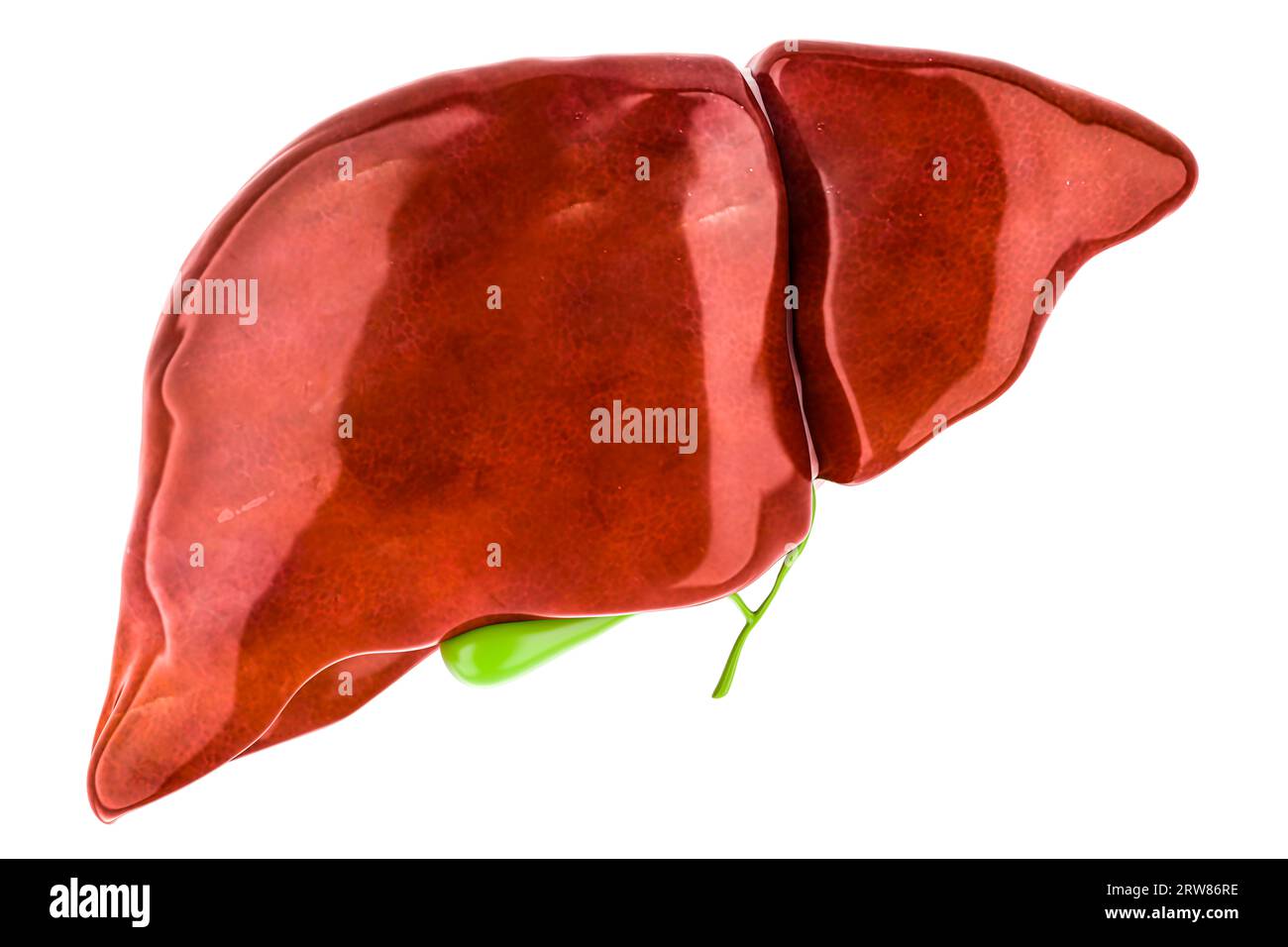 Human liver anatomy realistic Cut Out Stock Images & Pictures - Alamy