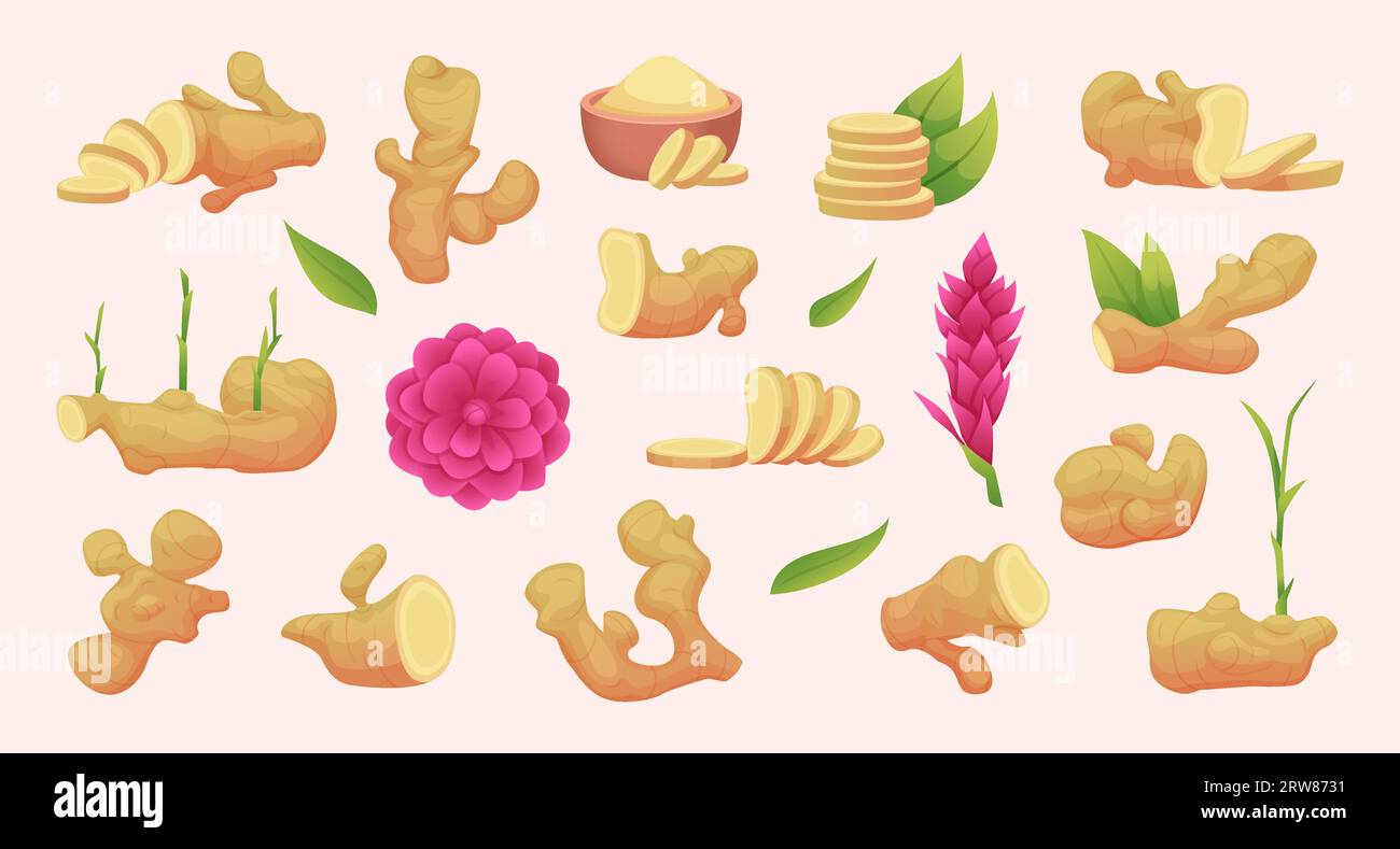 Ginger. Natural food healthy products exact vector sliced ginger spice ...