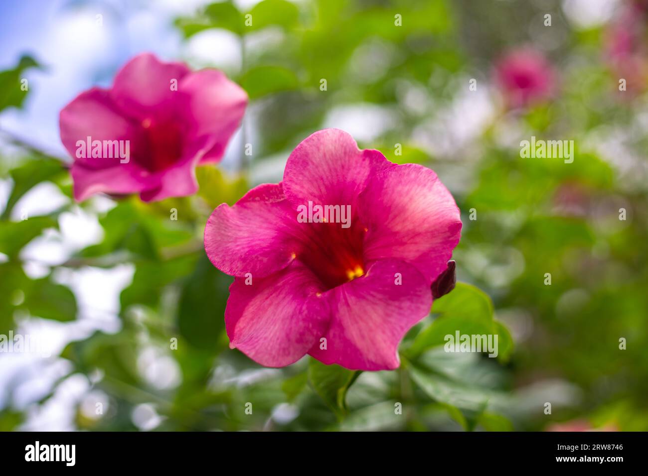 pink large allamanda flowers on a bush blossomed in a tropical garden ...