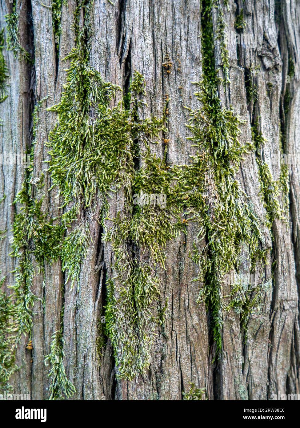 Tree bark in cracks with moss. Uneven background made of natural ...