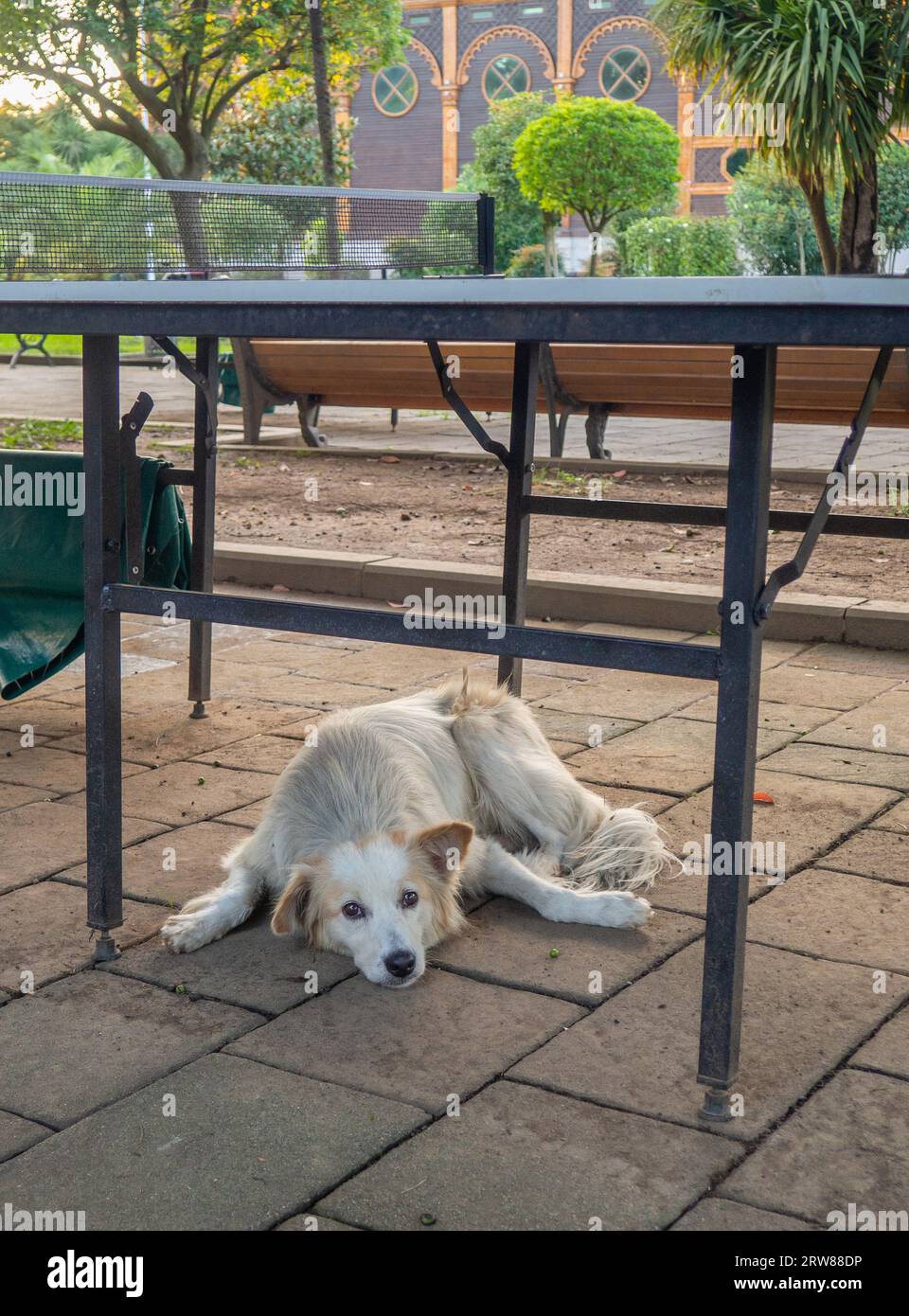 stray dog lies under a table tennis table. Entertainment in the park ...