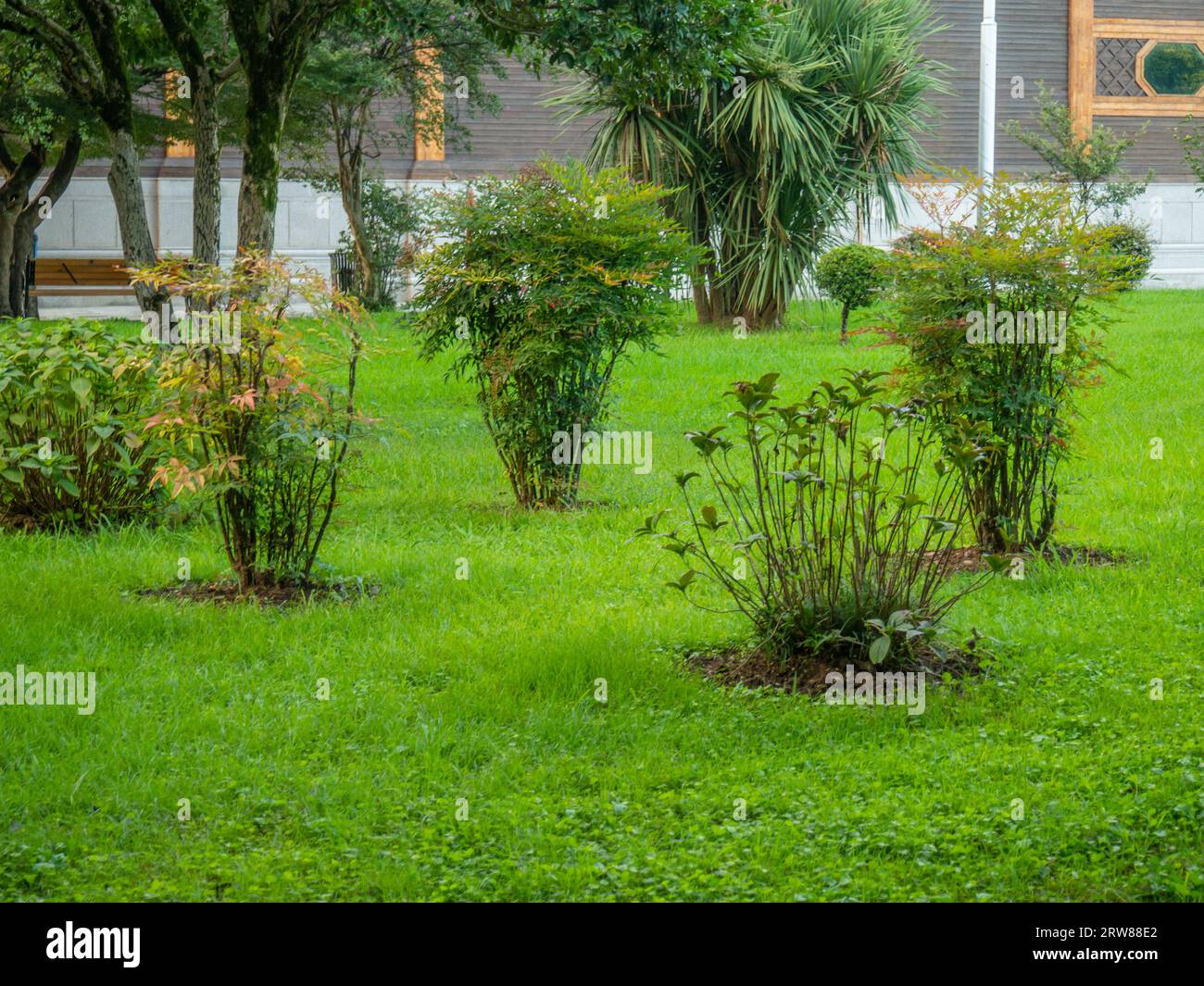 Bushes in the park. Well-groomed park area. Quiet place in the city ...