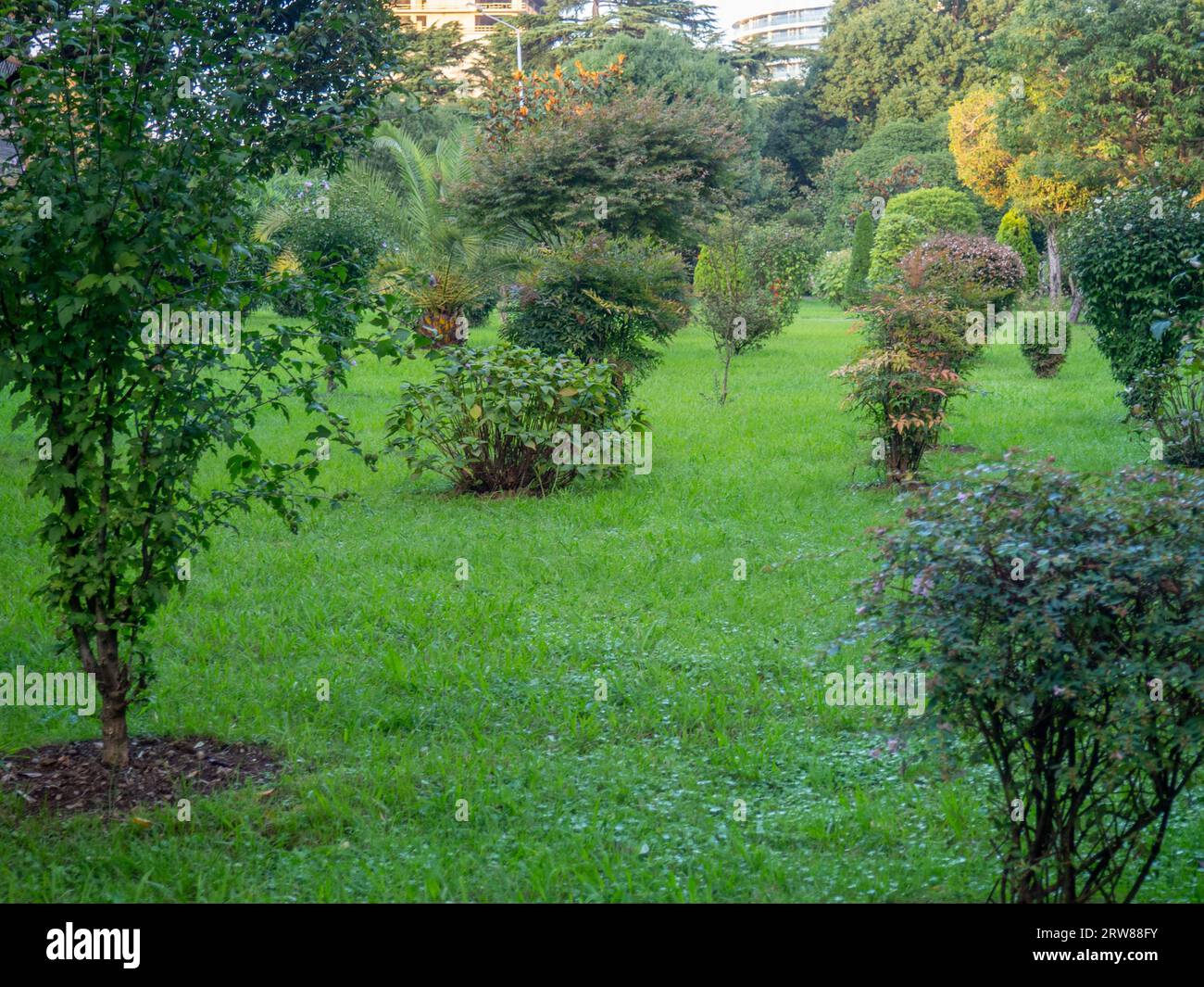 Bushes in the park. Well-groomed park area. Quiet place in the city ...