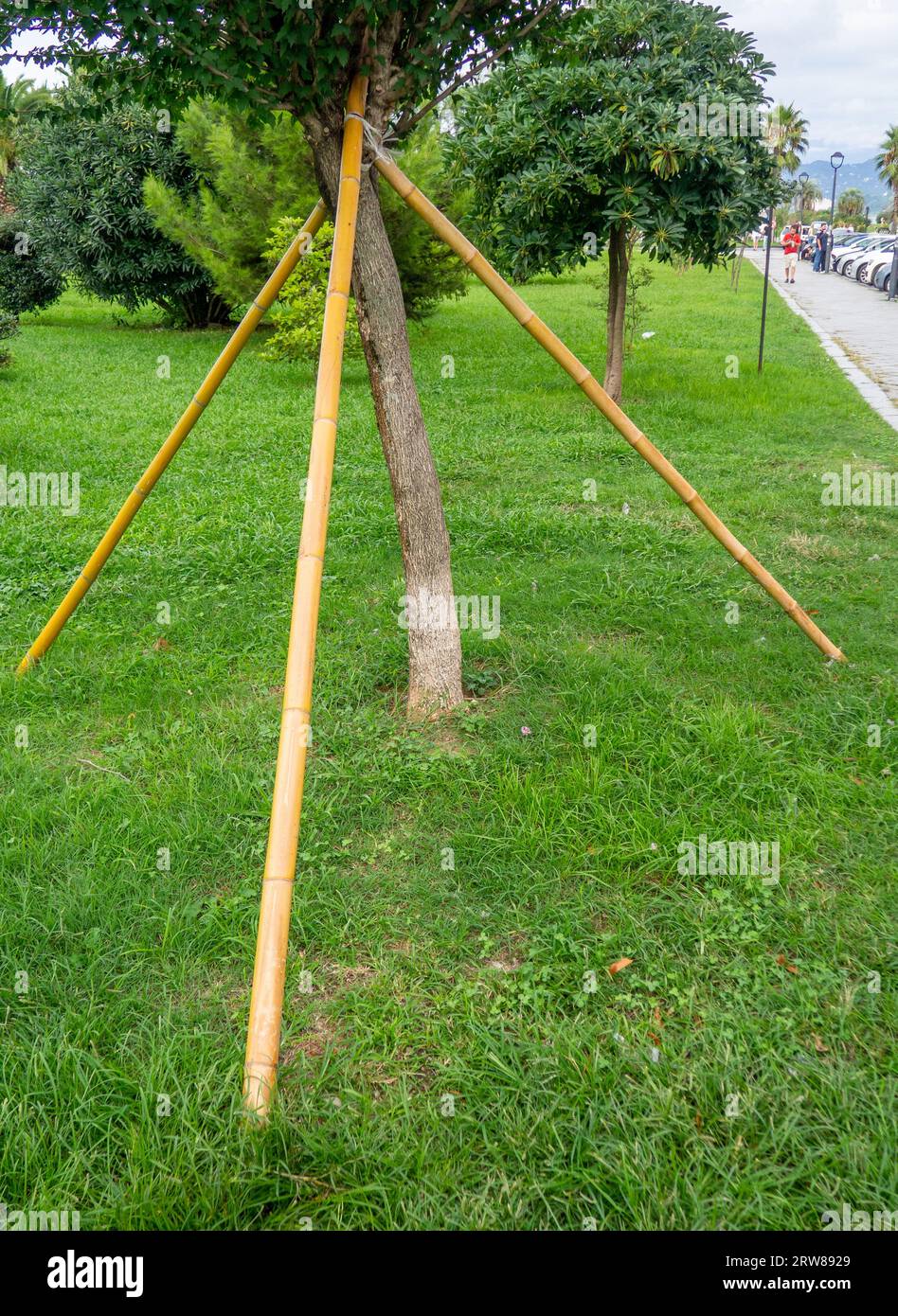 Help for trees. Support for thin wood made from bamboo sticks. Plant ...