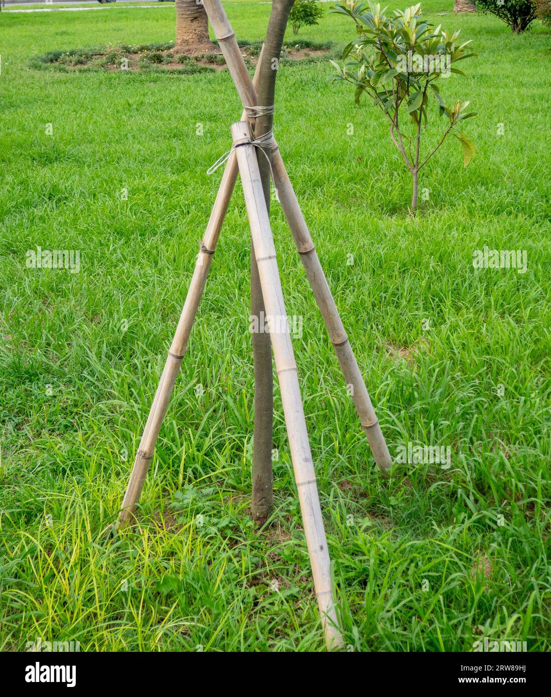 Trunk holding stick hi-res stock photography and images - Alamy