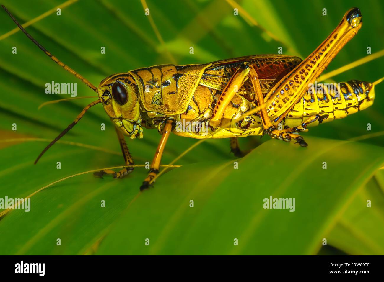 extreme macro photography of the Lubber Grasshopper, Romalea guttata ...