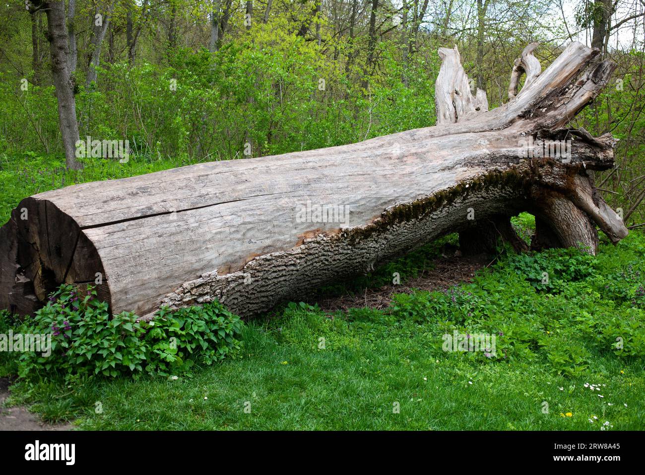 fallen tree log in the spring forest Stock Photo - Alamy