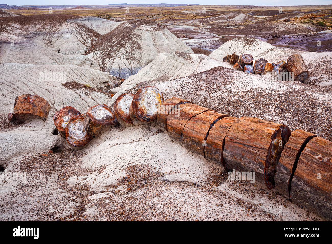 Petrified fallen trees from the Late Triassic Period, around 225 ...