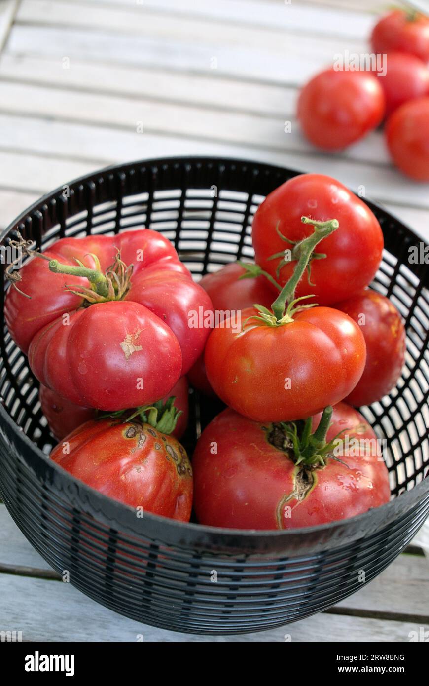 Fleischtomate garten hi-res stock photography and images - Alamy