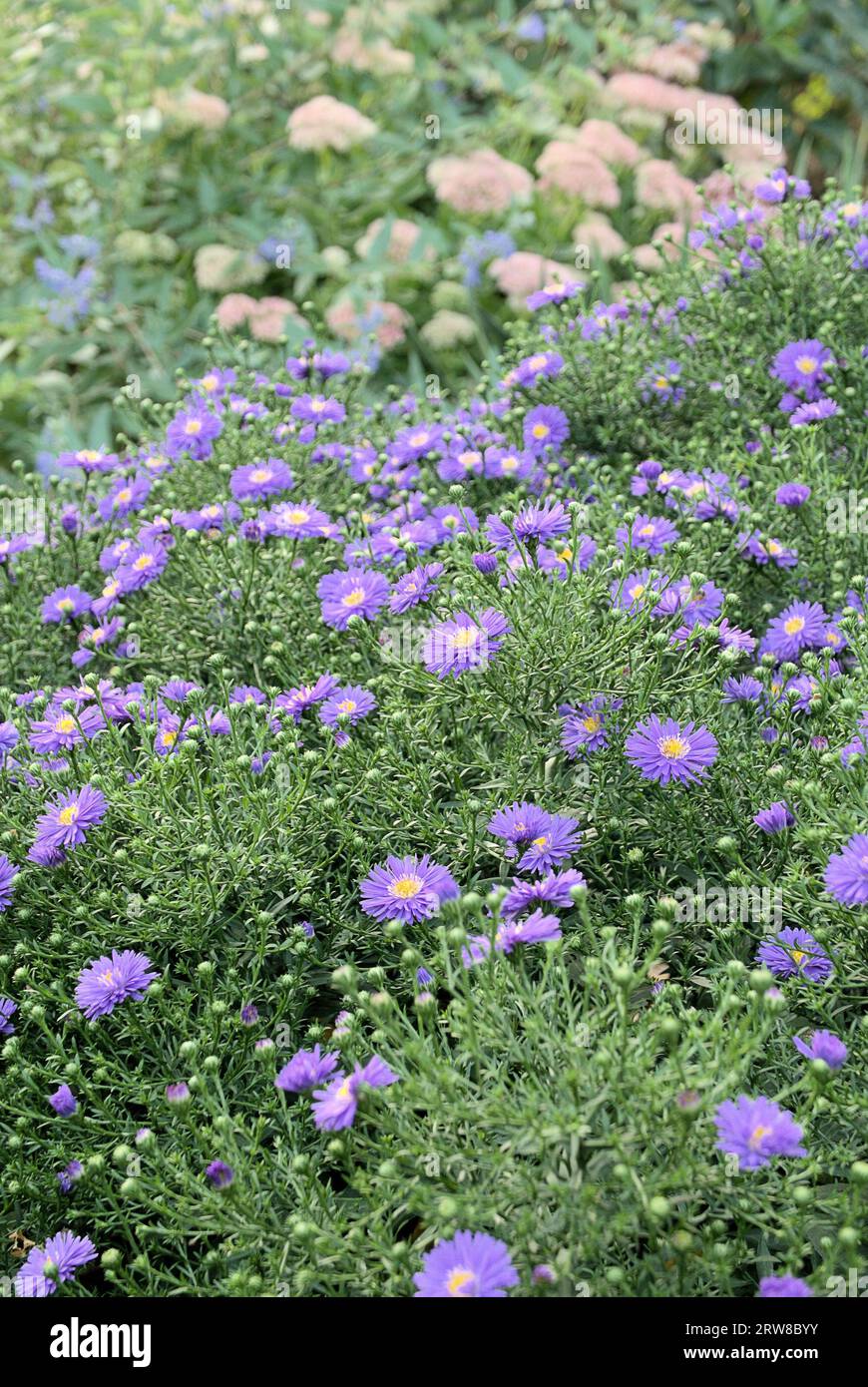 Summer lilac (Buddleja davidii Stock Photo - Alamy