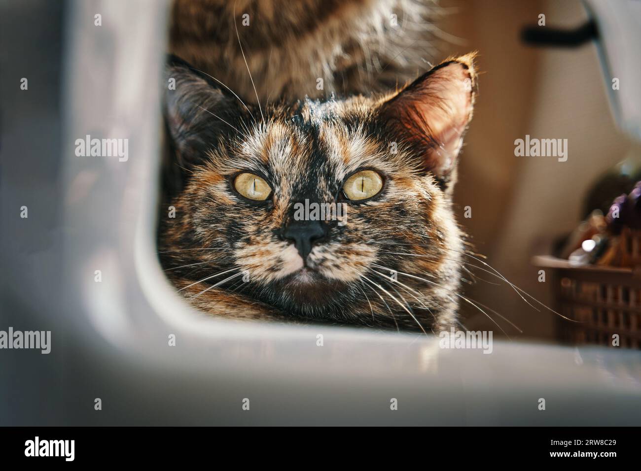 Cat with yellow eyes looks at camera Stock Photo - Alamy
