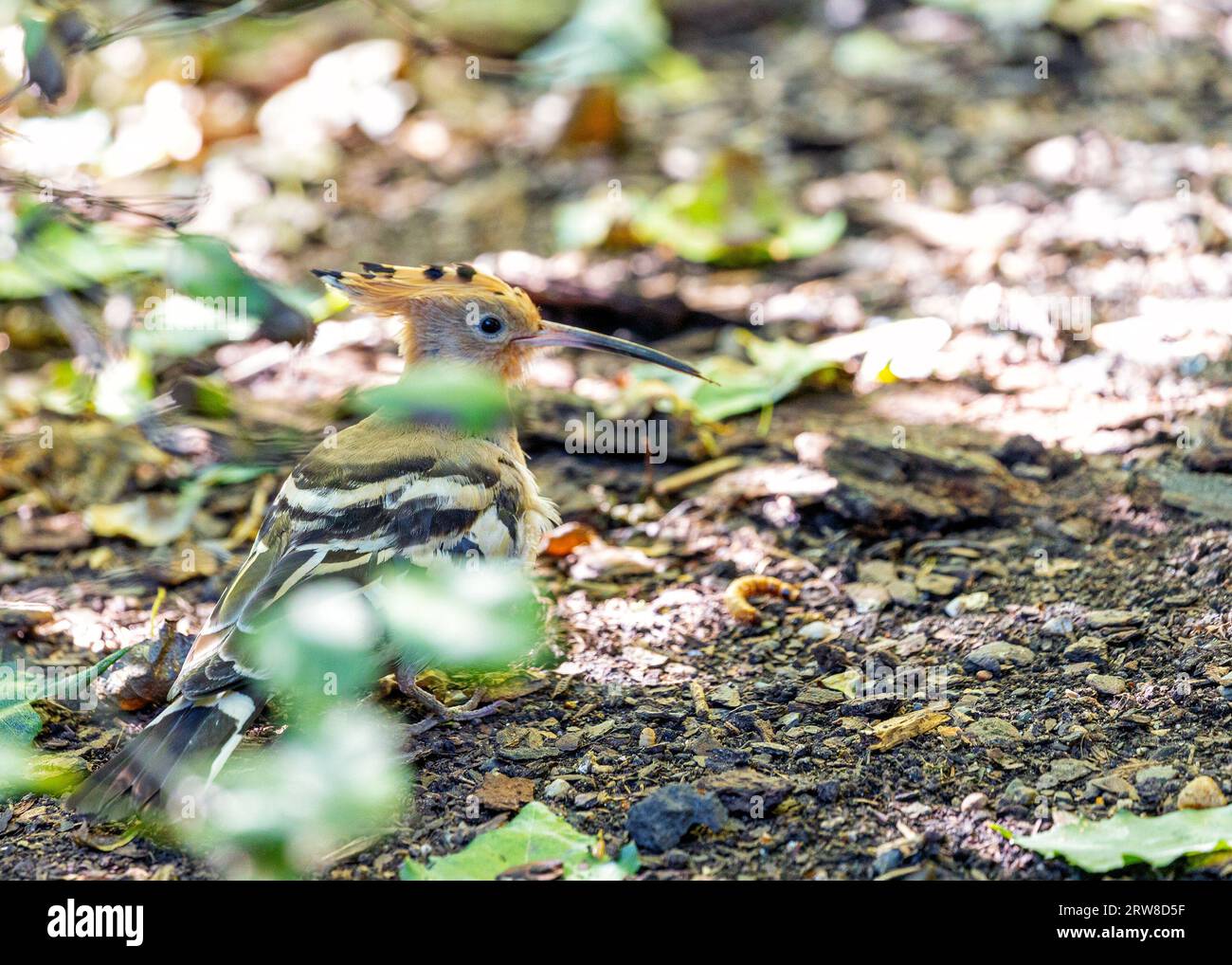 The striking Hoopoe, Upupa epops, a Eurasian bird with distinctive ...