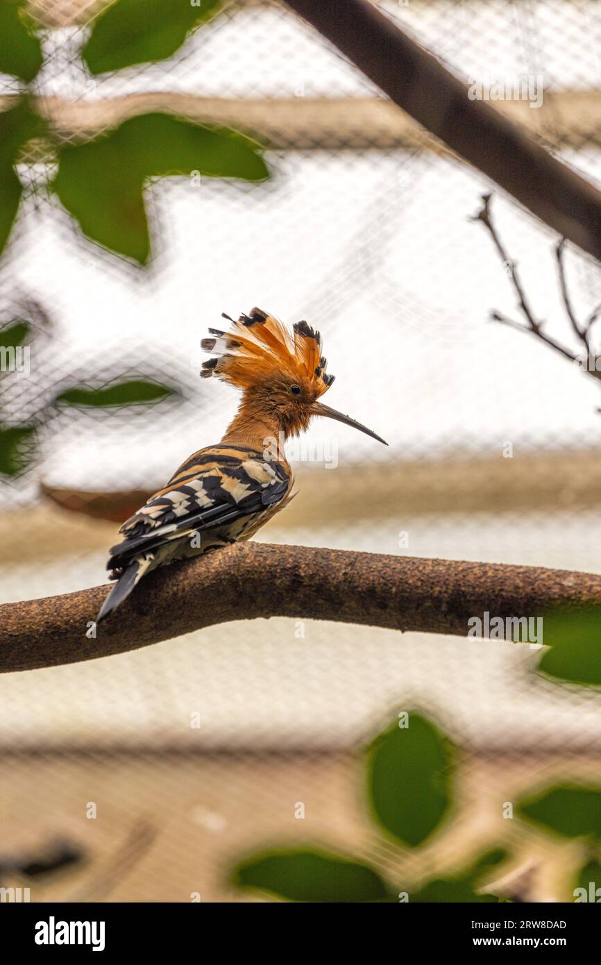 The striking Hoopoe, Upupa epops, a Eurasian bird with distinctive ...