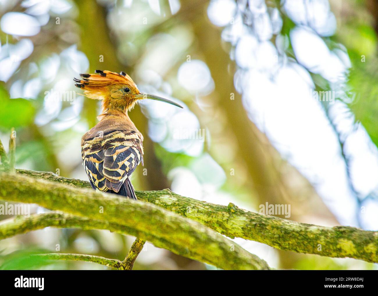 The striking Hoopoe, Upupa epops, a Eurasian bird with distinctive ...