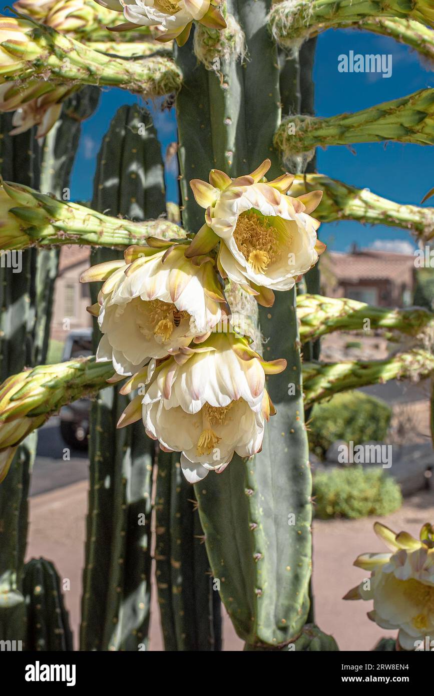 Pilosocereus cacti hi-res stock photography and images - Alamy