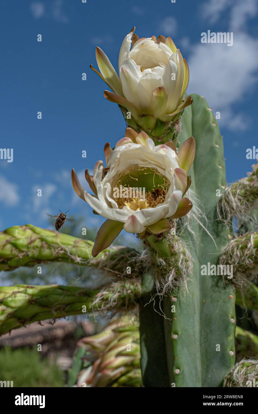 Cacti Flowering in the desert Stock Photo - Alamy