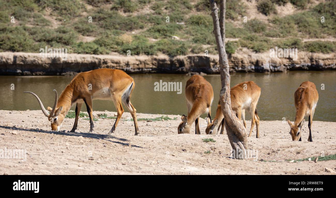 Cobe lechwe african antelope of genus waterbuck Stock Photo - Alamy