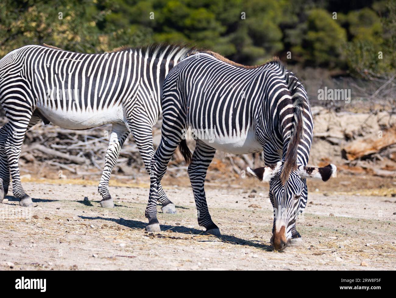 On clear sunny day, two animals, group of zebras grevy walk eat on ...