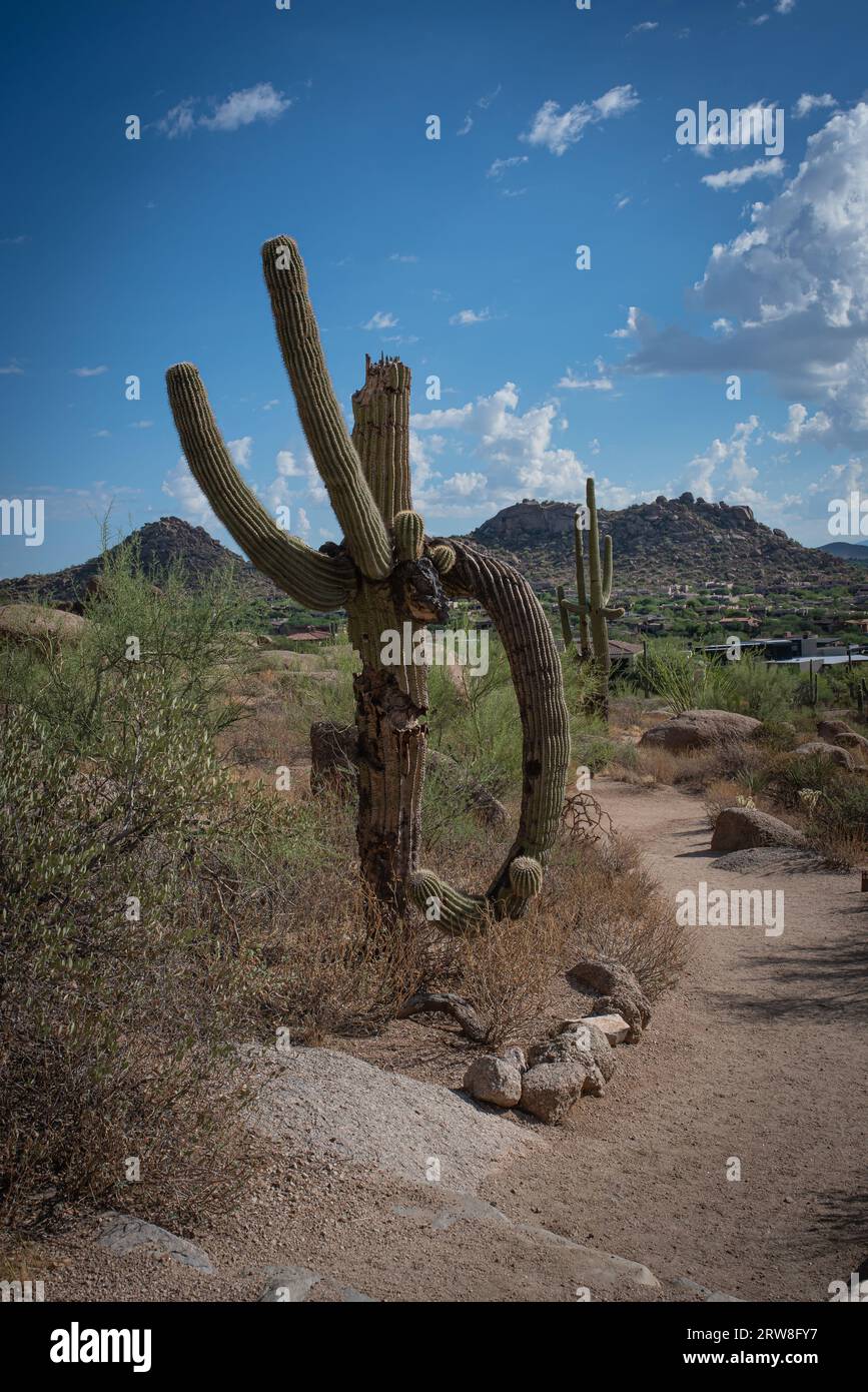 Saguaros hi-res stock photography and images - Alamy