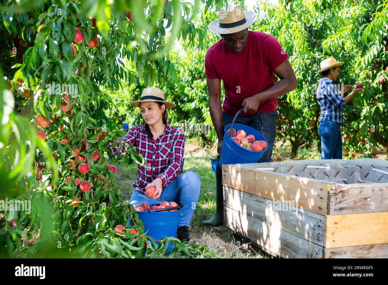 People gathering harvest of peaches in farm orchard Stock Photo - Alamy