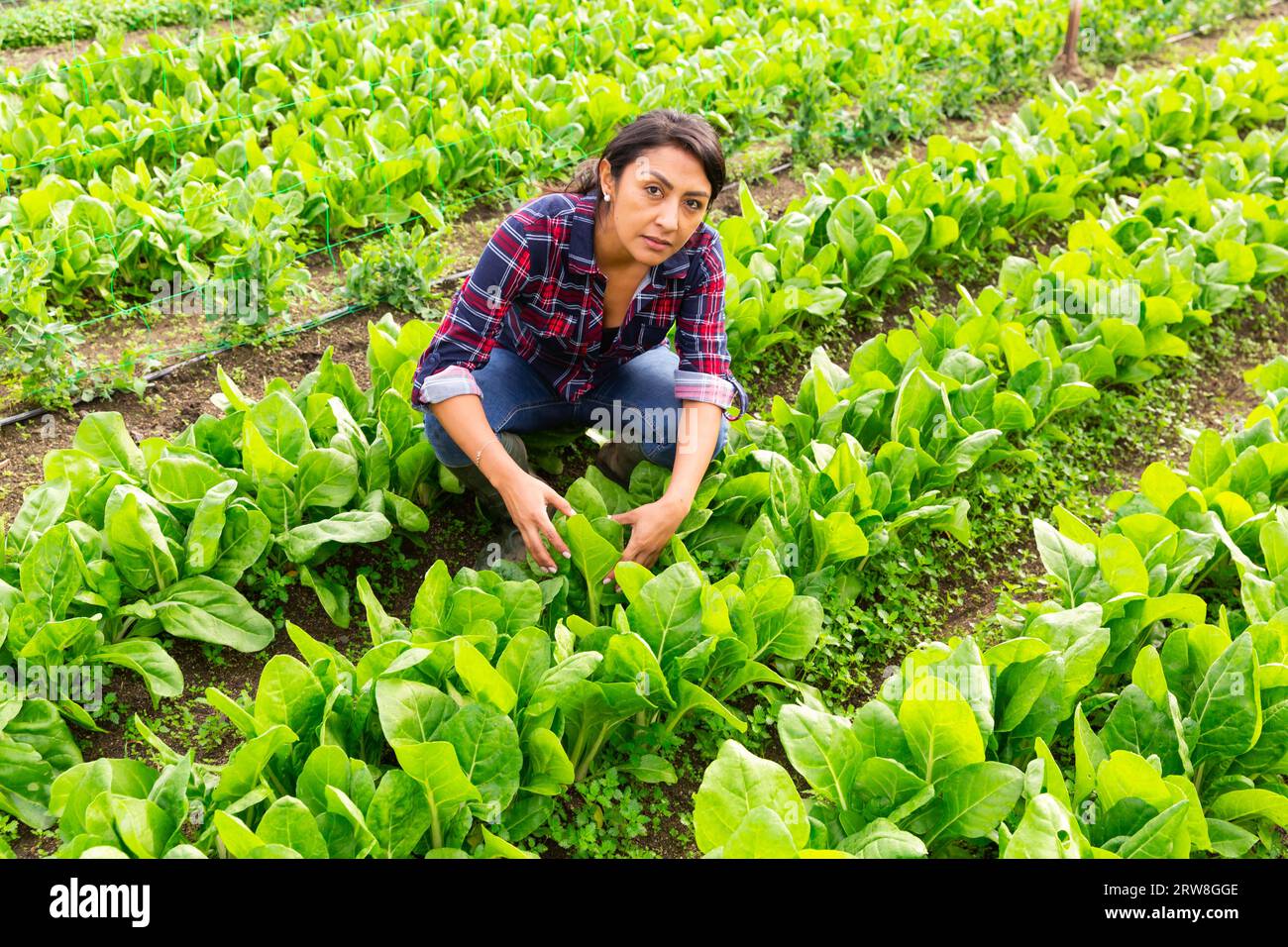 Hired worker controlling quality of plants in glasshouse farm Stock ...