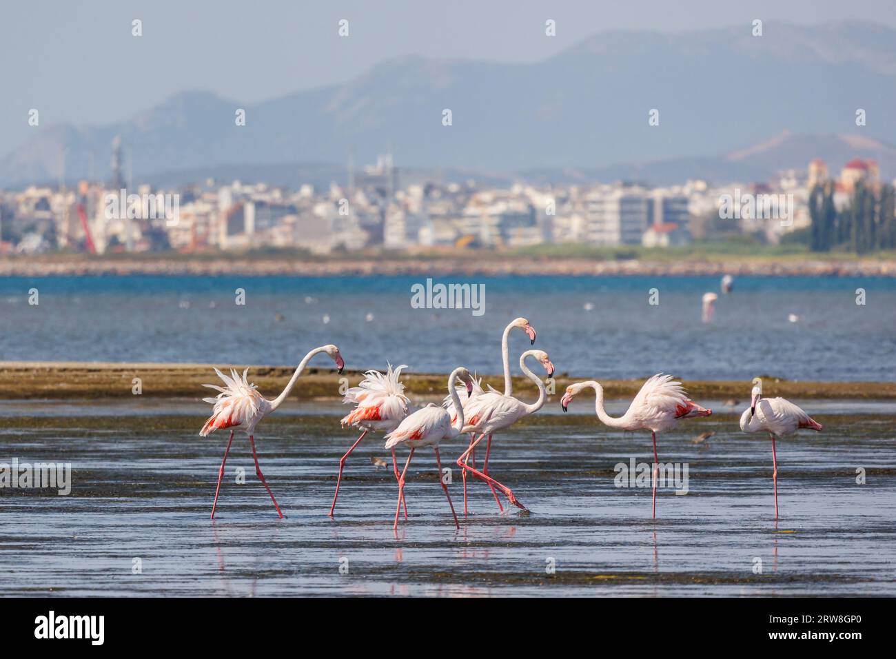 A flock of beautiful pink flamingos walking on the beach of ...