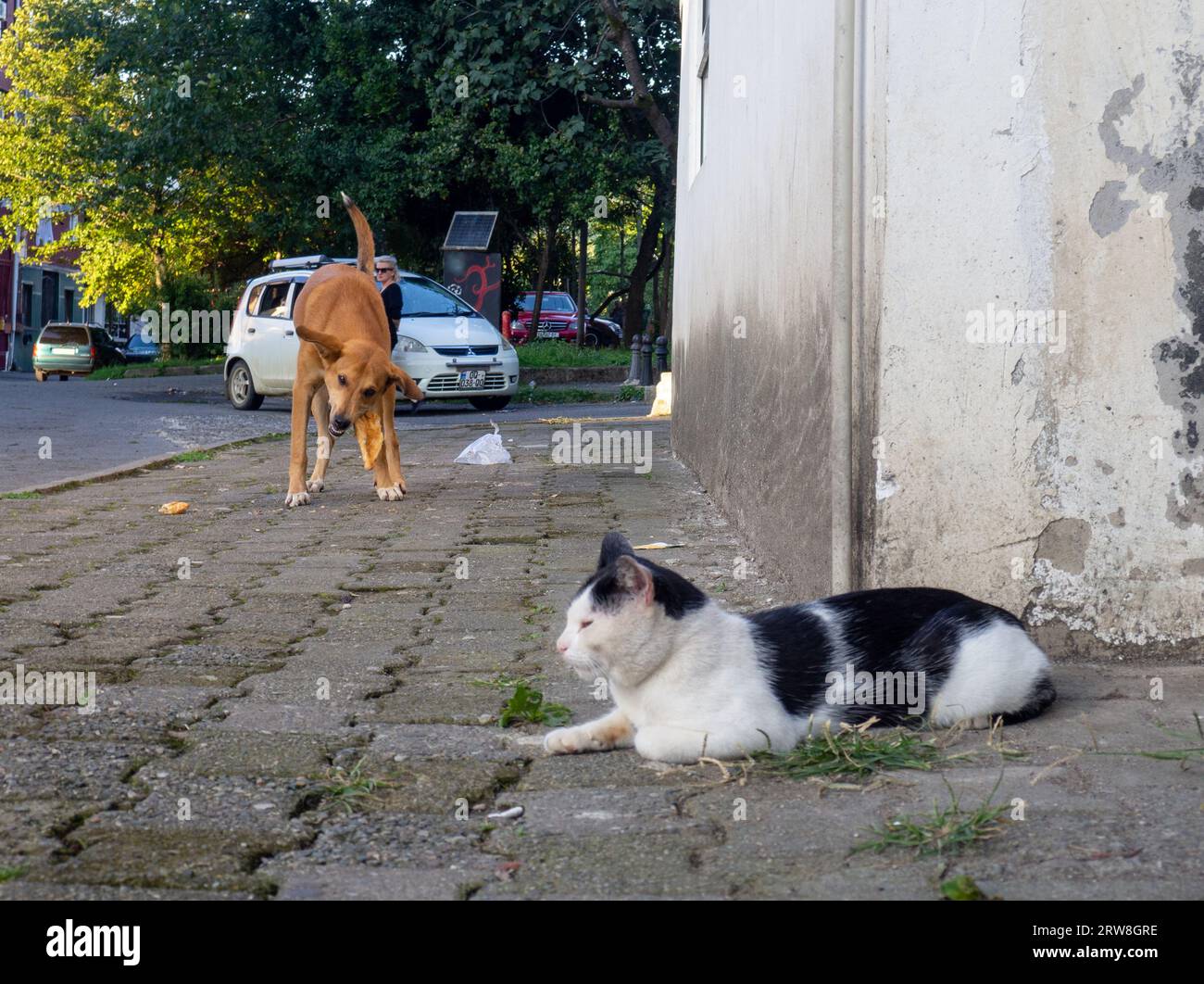 Adorable small dog looks around hi-res stock photography and images - Alamy