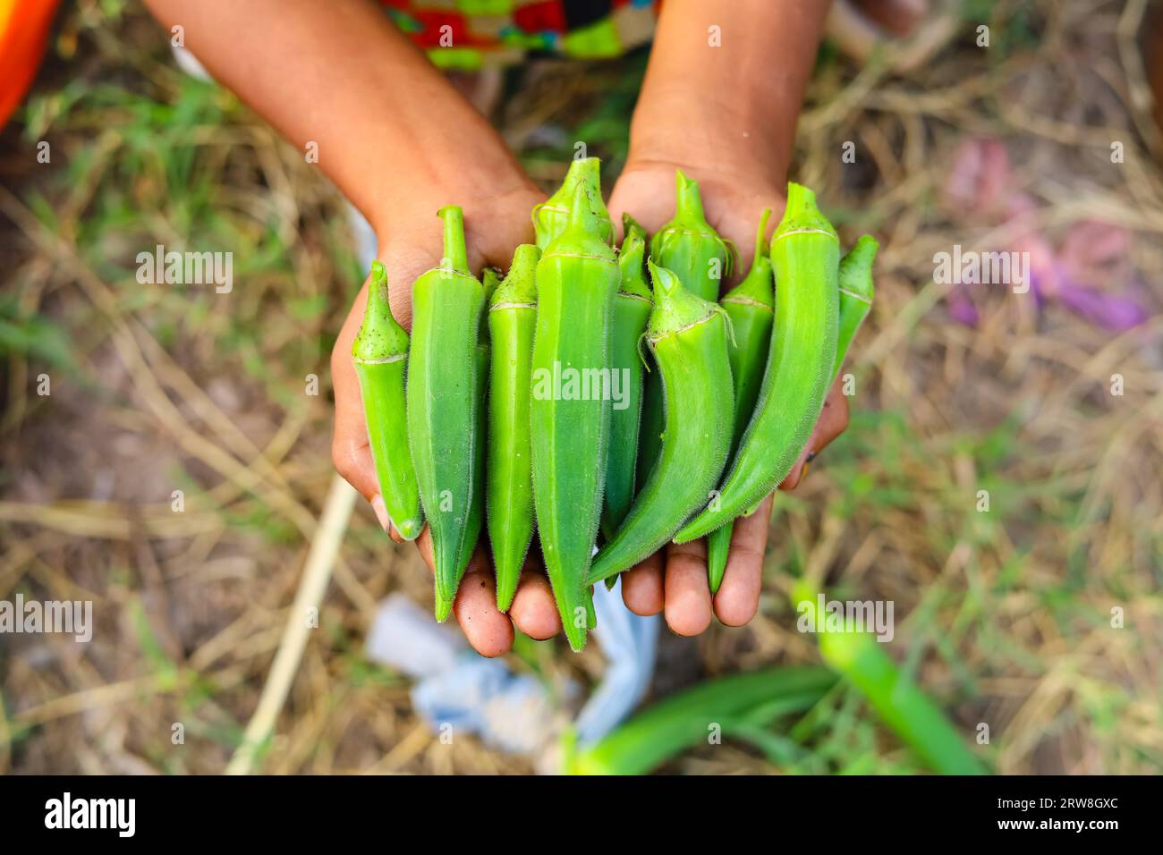 Close up of ladyfingers vegetable on hand. Close up of Okra .Lady ...