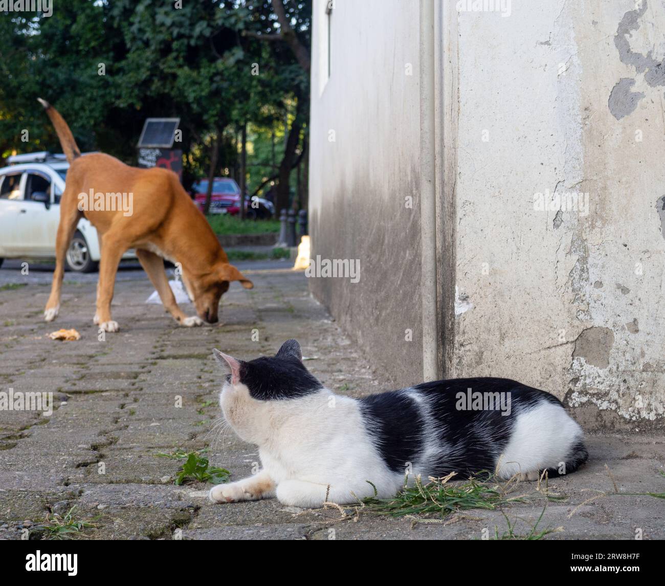 Cat and dog relationship concept. Yard animals. Good neighbors. The cat ...