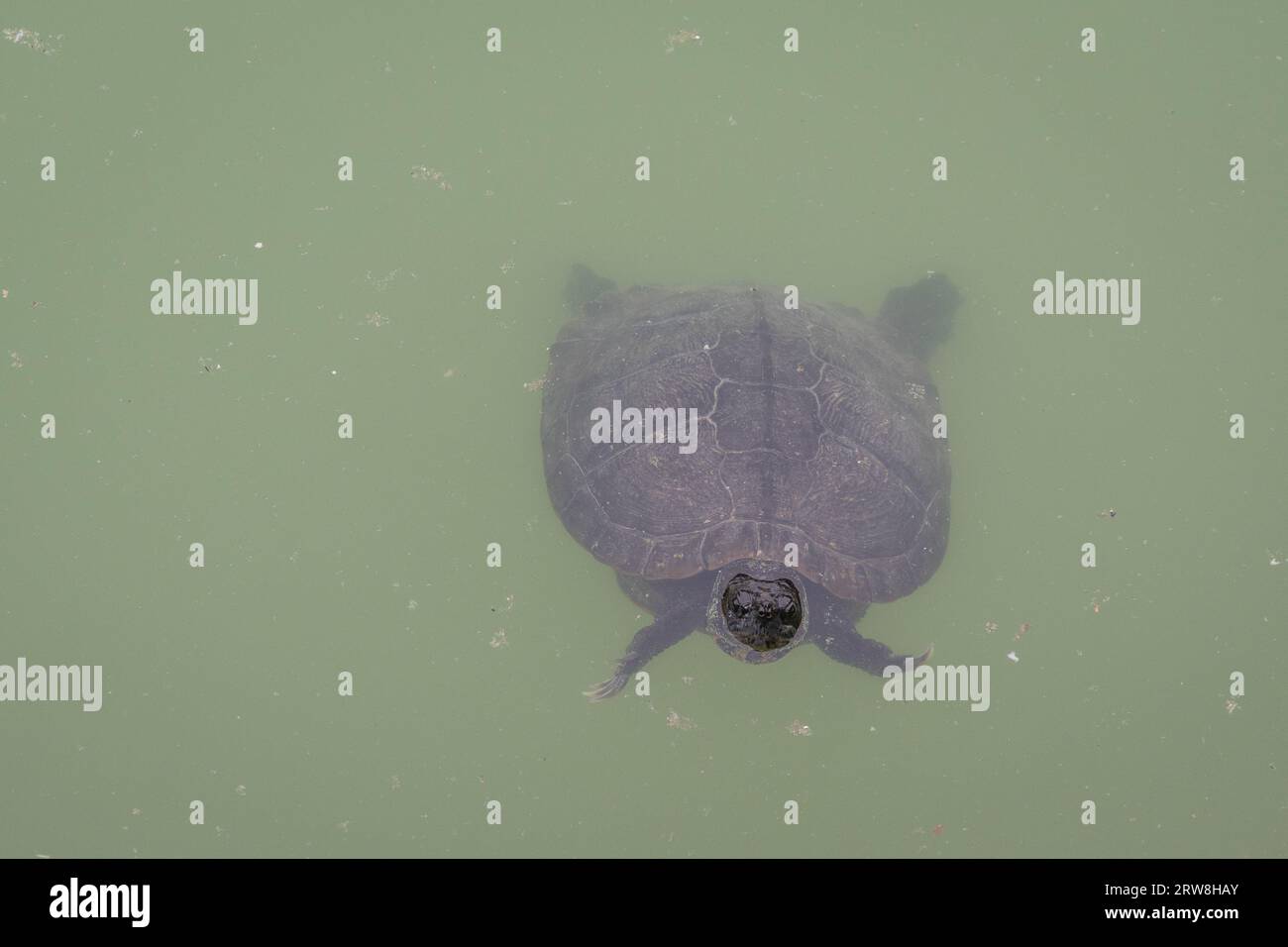 Aquatic alien hi-res stock photography and images - Alamy