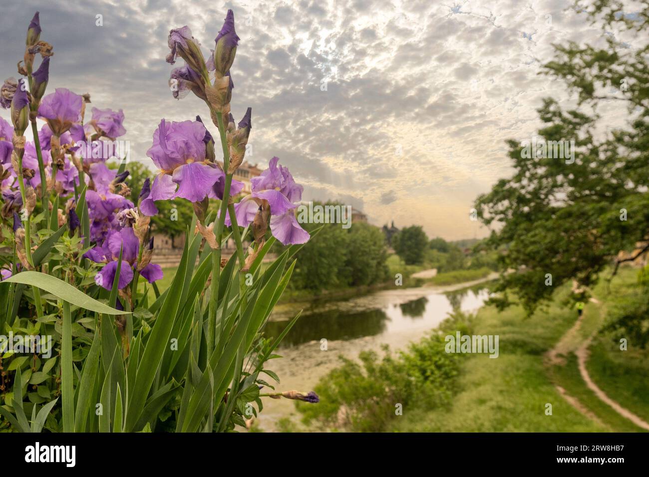 Flowering iris plants with the riverside park of the Parma Stream in ...