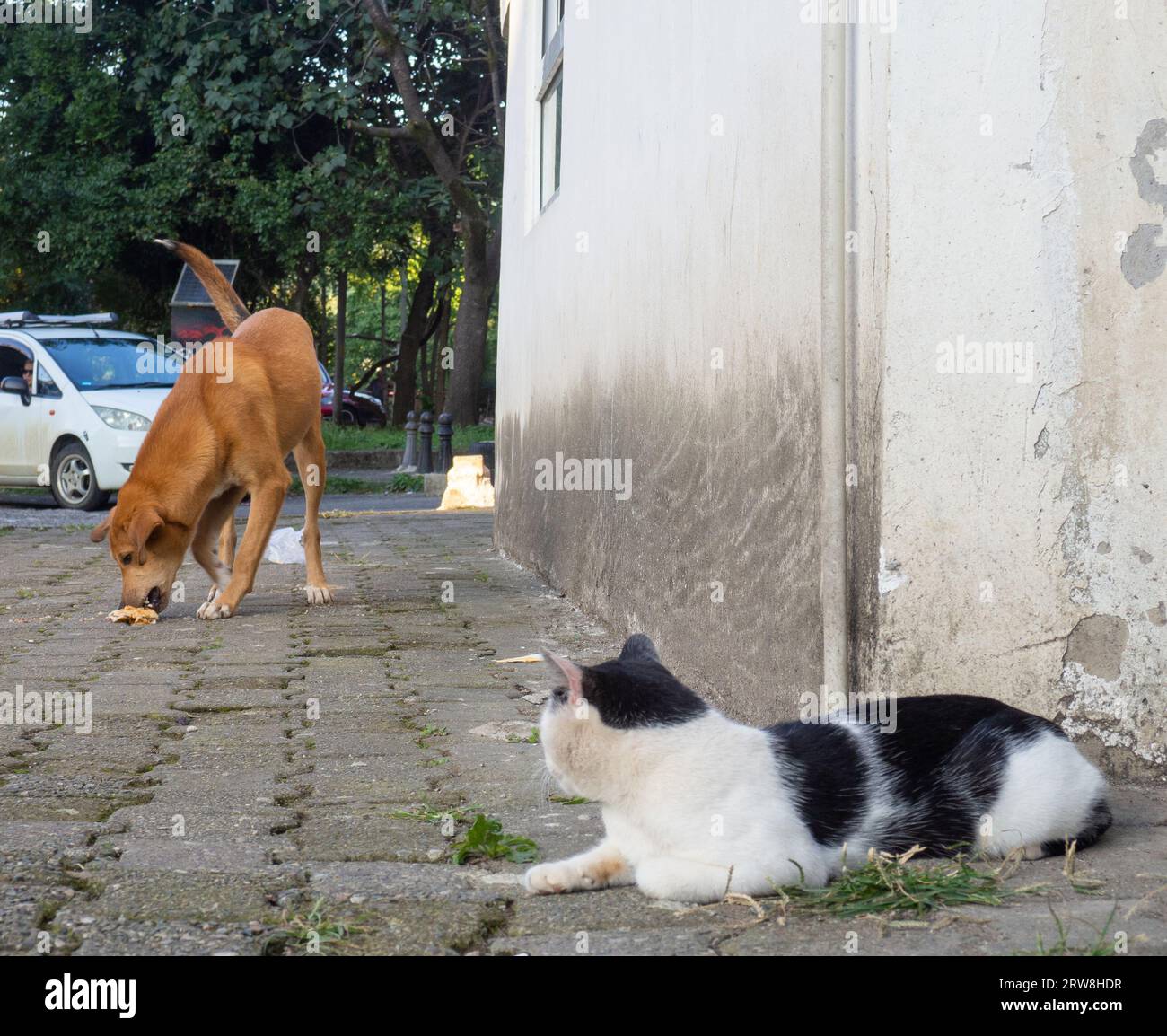 Cat and dog relationship concept. Yard animals. Good neighbors. The cat ...