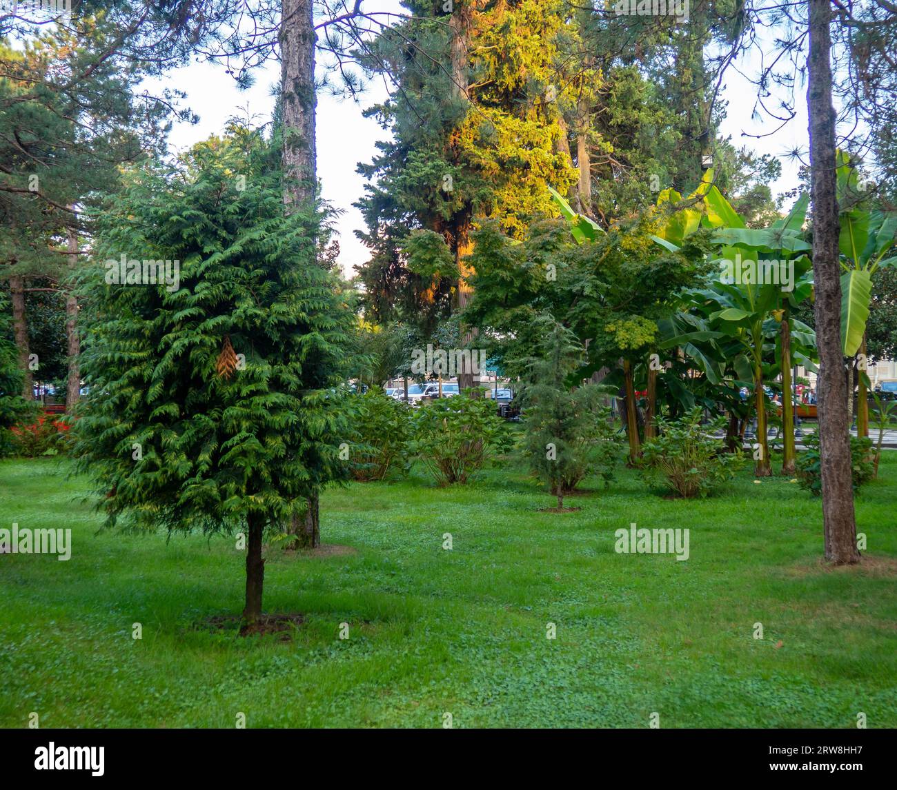 Bushes in the park. Well-groomed park area. Quiet place in the city ...