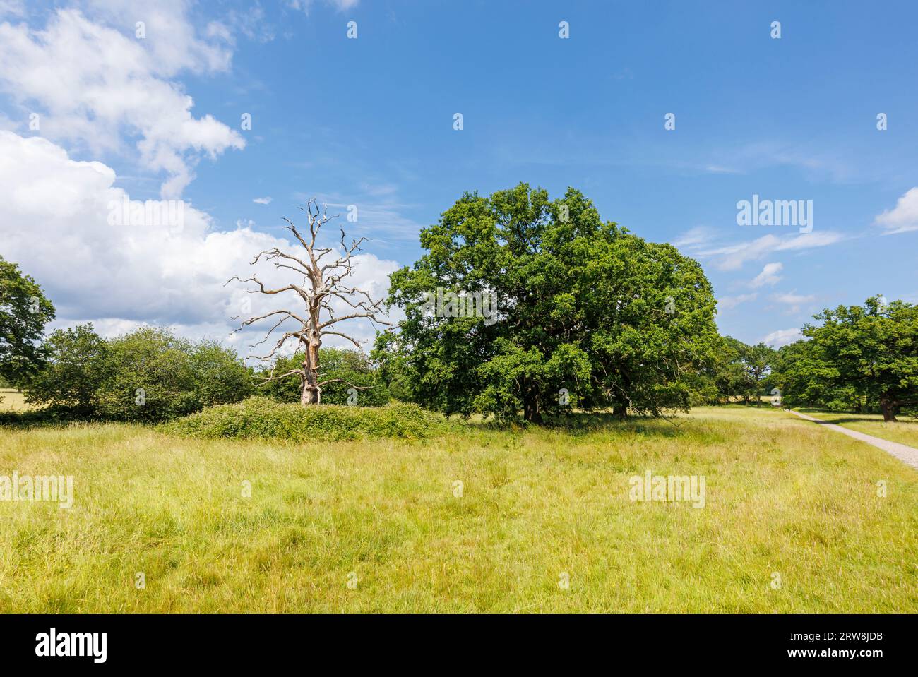 A living and a dead skeleton of an oak tree (Quercus robur) in parkland ...