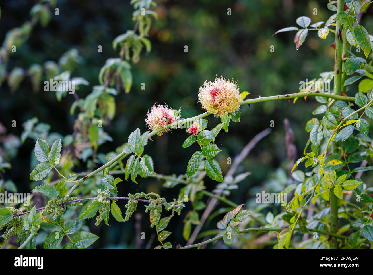 Robin's pin cushion (rose bedeguar gall), a harmless growth caused by a ...